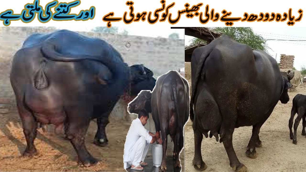 Bhains | Buffaloes Dairy Farm | Dairy Farming in Pakistan | Buffaloes ...
