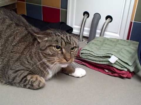 Newman the Cat and Onett says "I Hate You, Wah" - YouTube