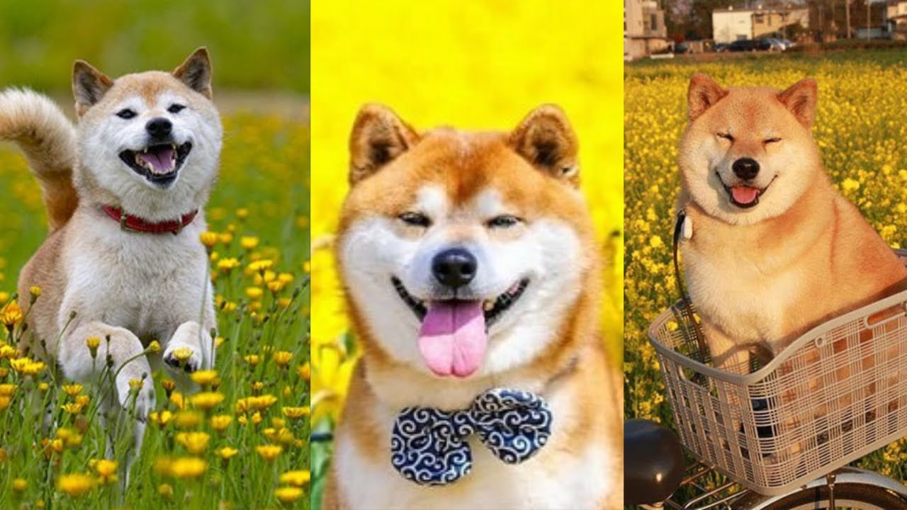 Funny Shiba Inu Moments - Shiba Inu Videos Compilation - Episode 11 ...