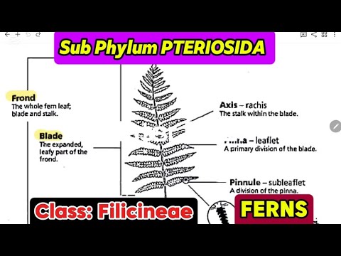 Filicineae|| Ferns || Sub Phylum Pteropsida|| Diversity Among Plants 🌵 ...