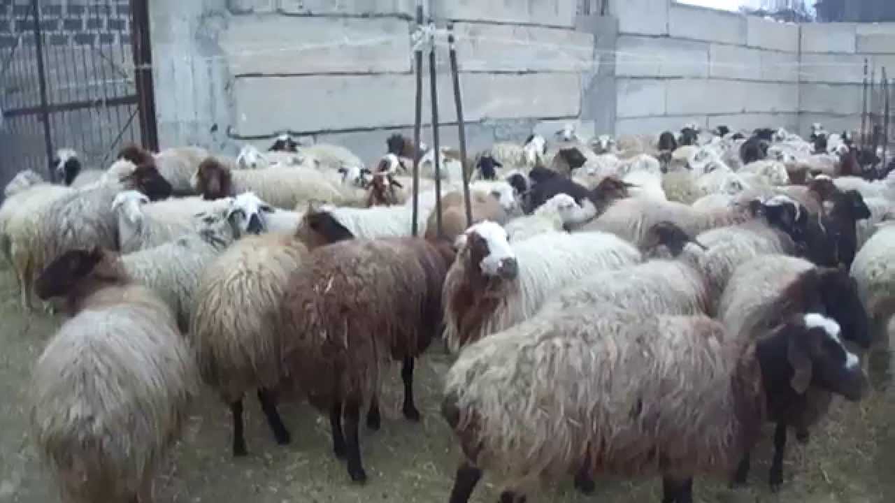 ARMENIAN SHEEP - YouTube