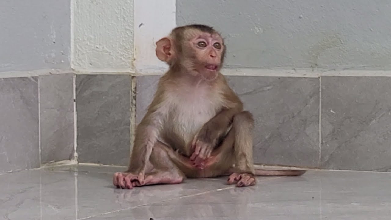 Hey monkey, what are you doing sitting here - YouTube