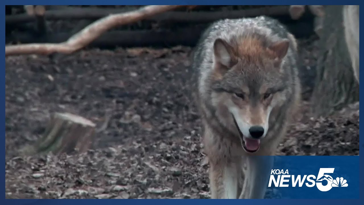 Ranchers petition to delay the reintroduction of gray wolves - YouTube