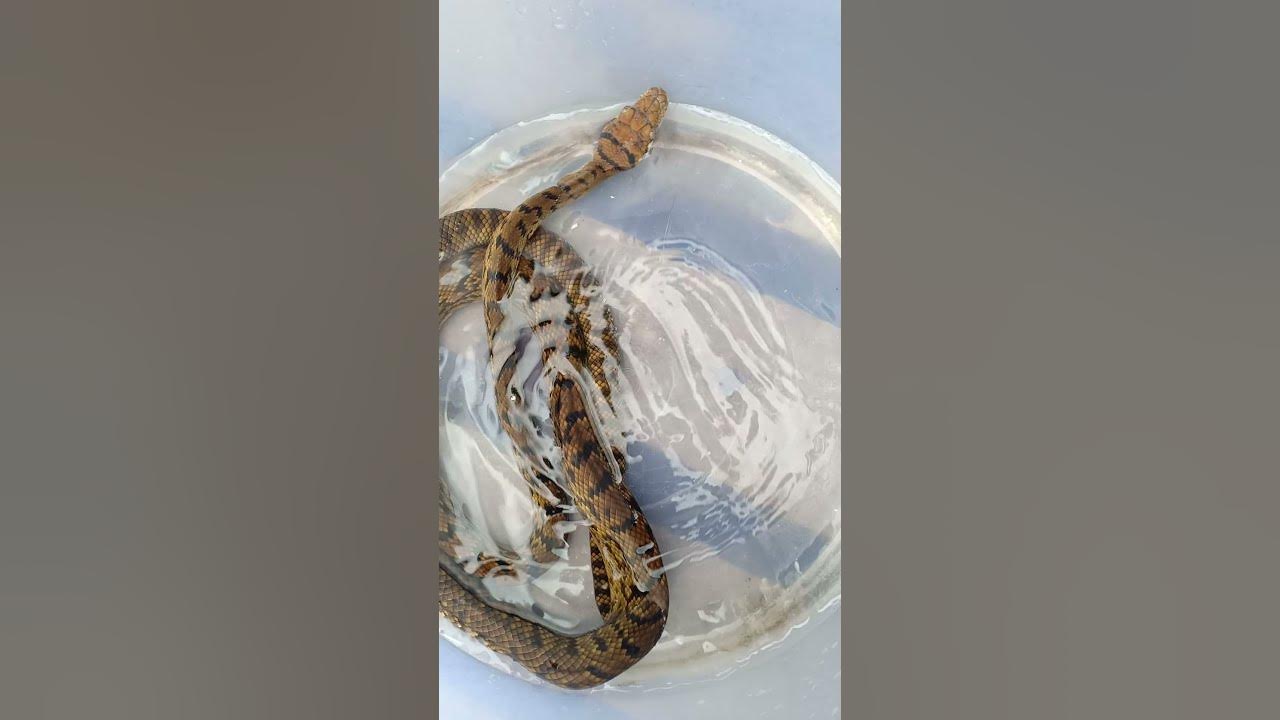 🐍ular python ,,🐍#sancapermata ,||python patola|| #Shorts - YouTube