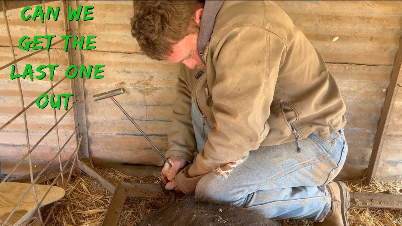 We had to pull every piglet. Assisted Pig Farrowing! - YouTube
