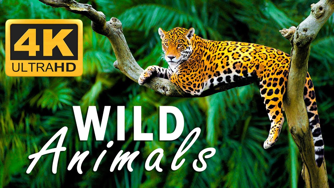 Wild Animals Planet Through 4k Lens - Great Wild Creations | Explore ...