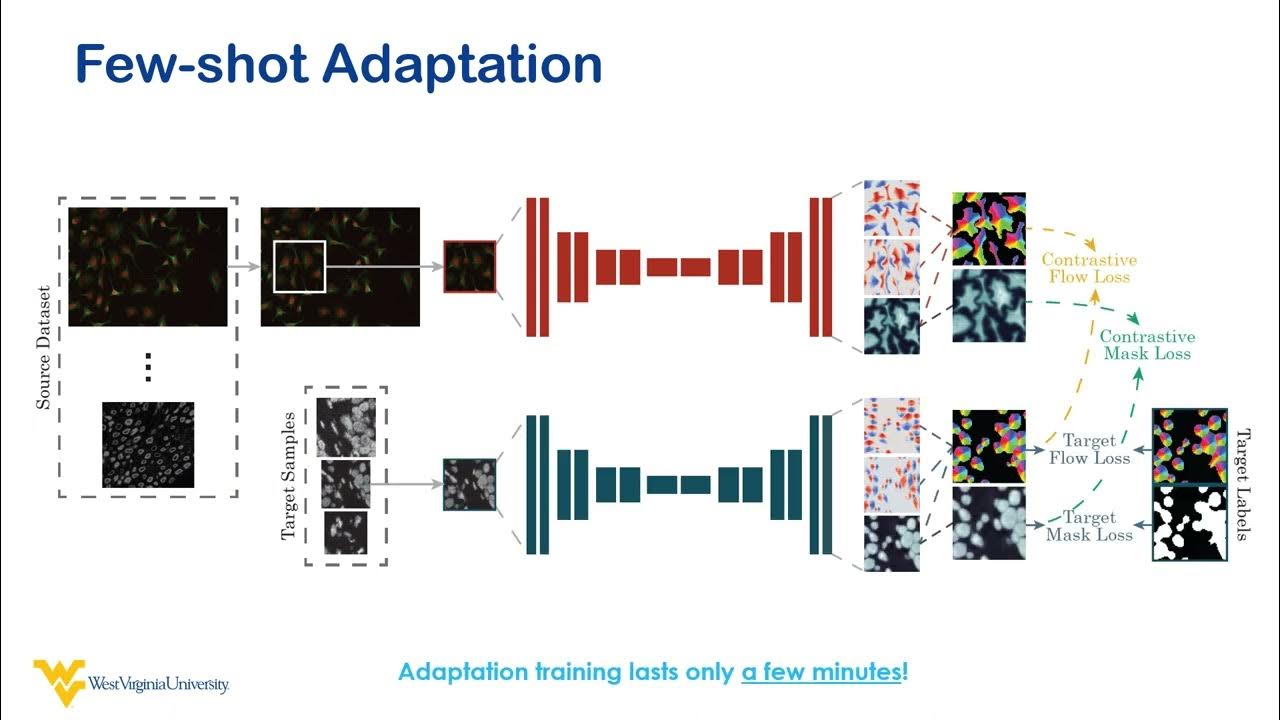 CellTranspose: Few-shot Domain Adaptation for Cellular Instance Segmentation - YouTube