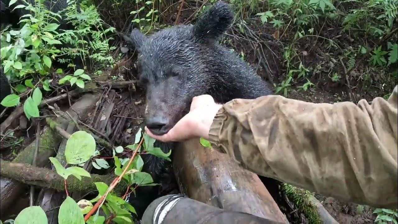 Хитрый медвежонок. - YouTube