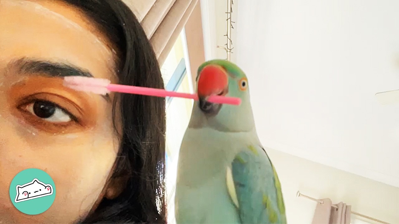 Clingy Bird “Helps” Girl Do Make Up Every Day | Cuddle Buddies - YouTube