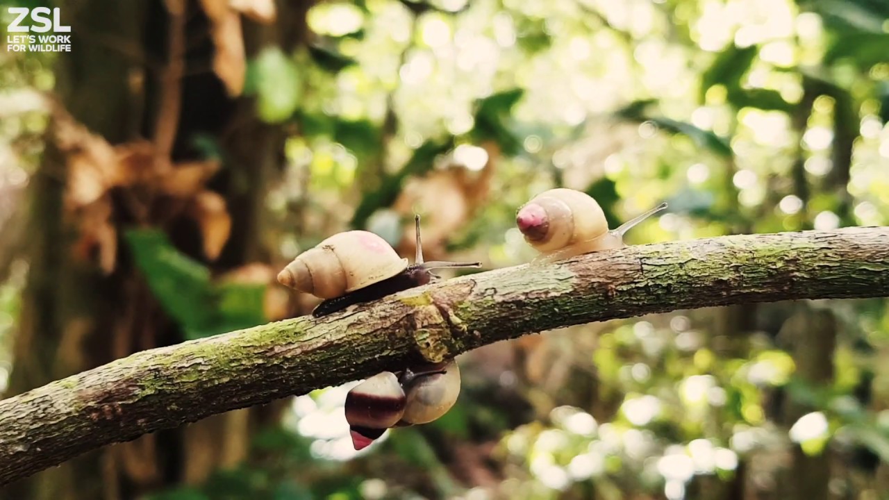 Partula snail species return to the wild after 25 years! - YouTube