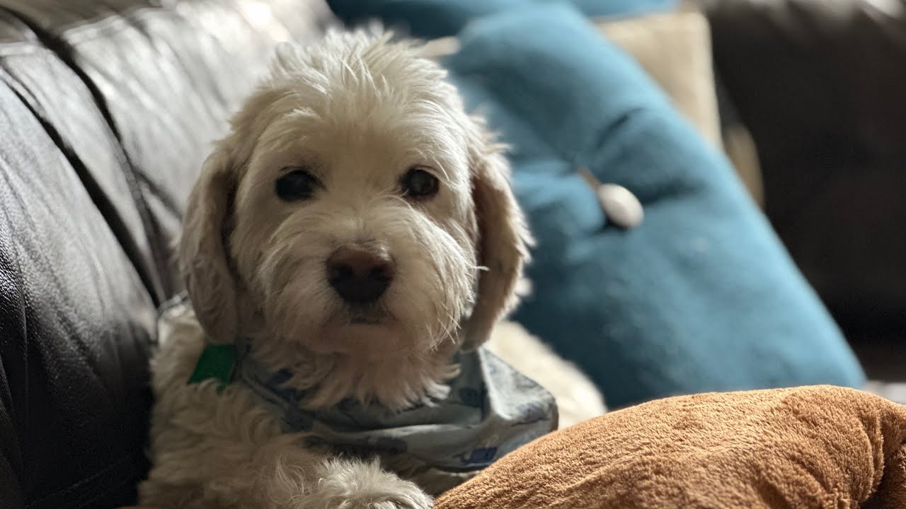 The Great Poochini (aka Rufus) - YouTube