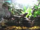 My Red Eye Tree Frog enclosure - YouTube