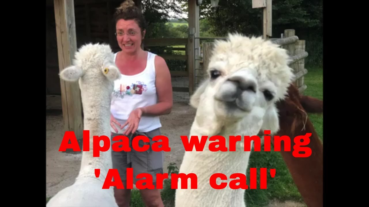 Alpaca alarm call, alpaca warning screech an alarm call to warn of ...