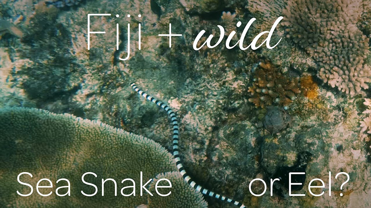 Sea Snake or Eel? Fiji (4K Ultra HD) - YouTube