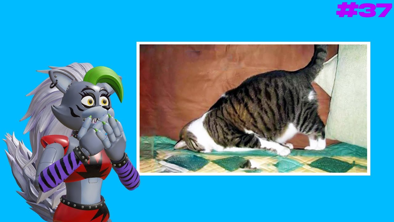 Roxanne Wolf REACTS to Cat Memes Part 37 - YouTube