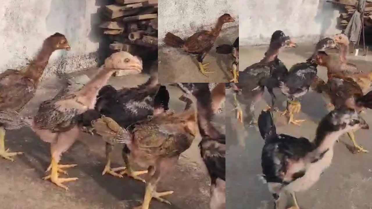 7 chicks for sale sold out - YouTube