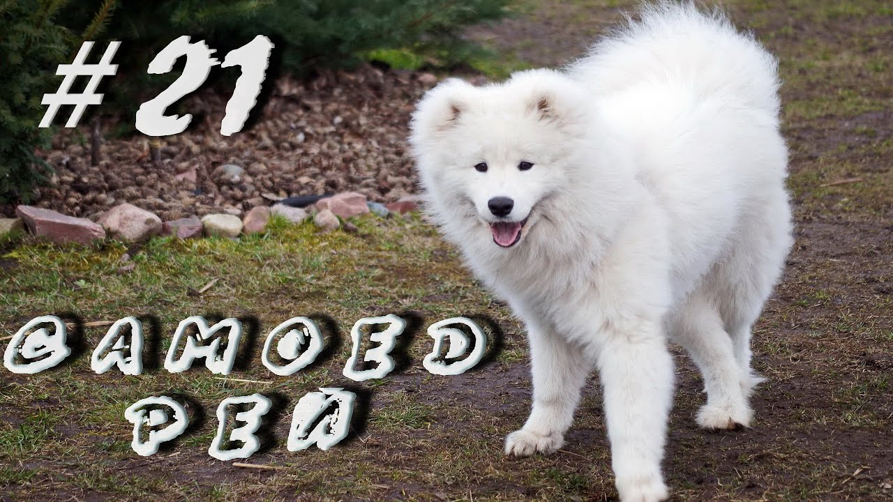 #Dogs #game.Самоеды это любовь! Samoyeds this is Love!#Funny #dog - YouTube