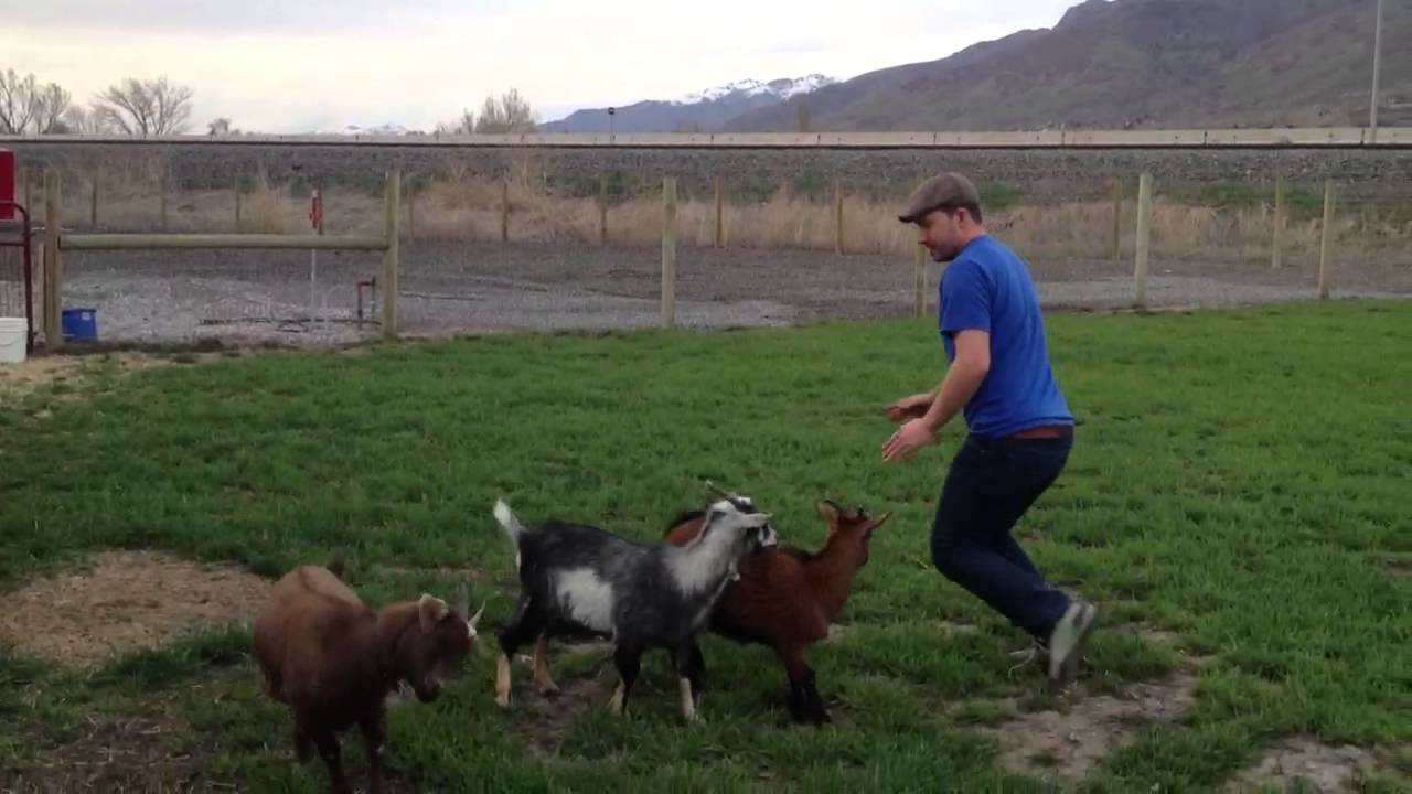 Highway Goats And A Fedora - YouTube