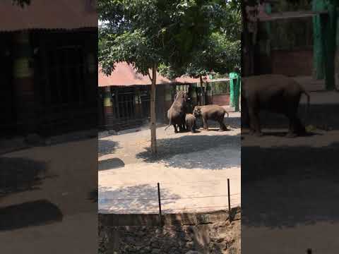 Gajah kawin di jawatimur park 2