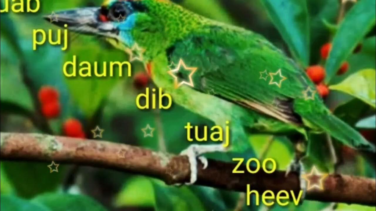 suab noog puj daum dib tuaj zoo - YouTube