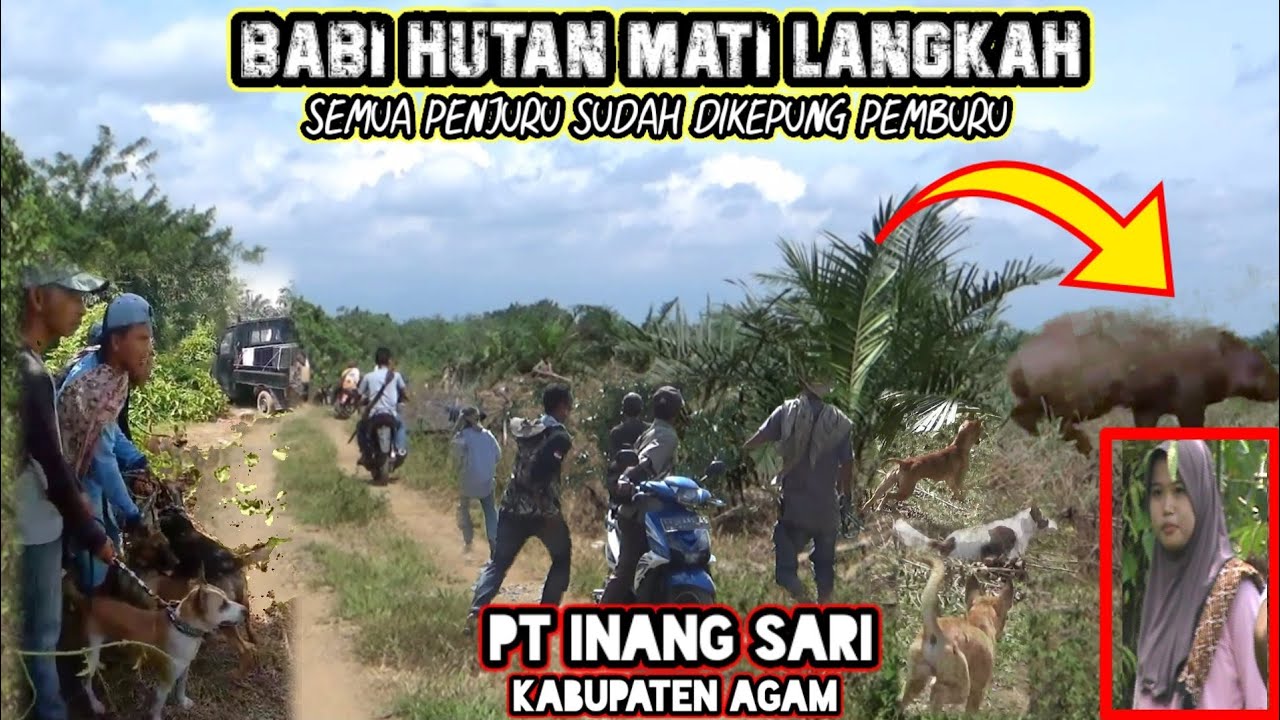 SERUNYA BERBURU BABI HUTAN KEBUN KOPI PT INANG SARI KABUPATEN AGAM‼️ ...