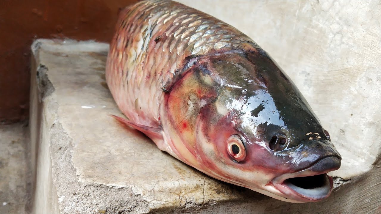 Amazing rehu fish cutting skills - YouTube
