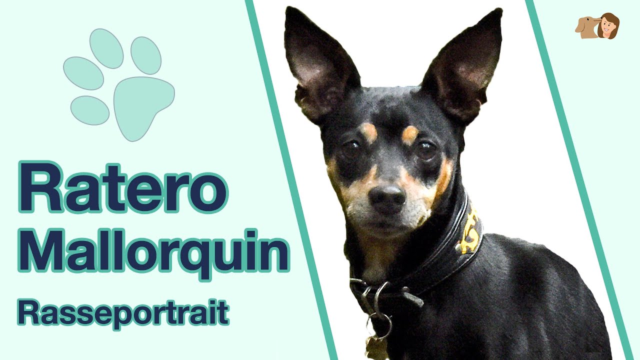 Ratero Mallorquin im Rasseportrait | Die lebhafte Jagd-Hunderasse aus ...