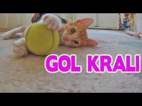 YAVRU KEDİLER TOP OYNUYOR!