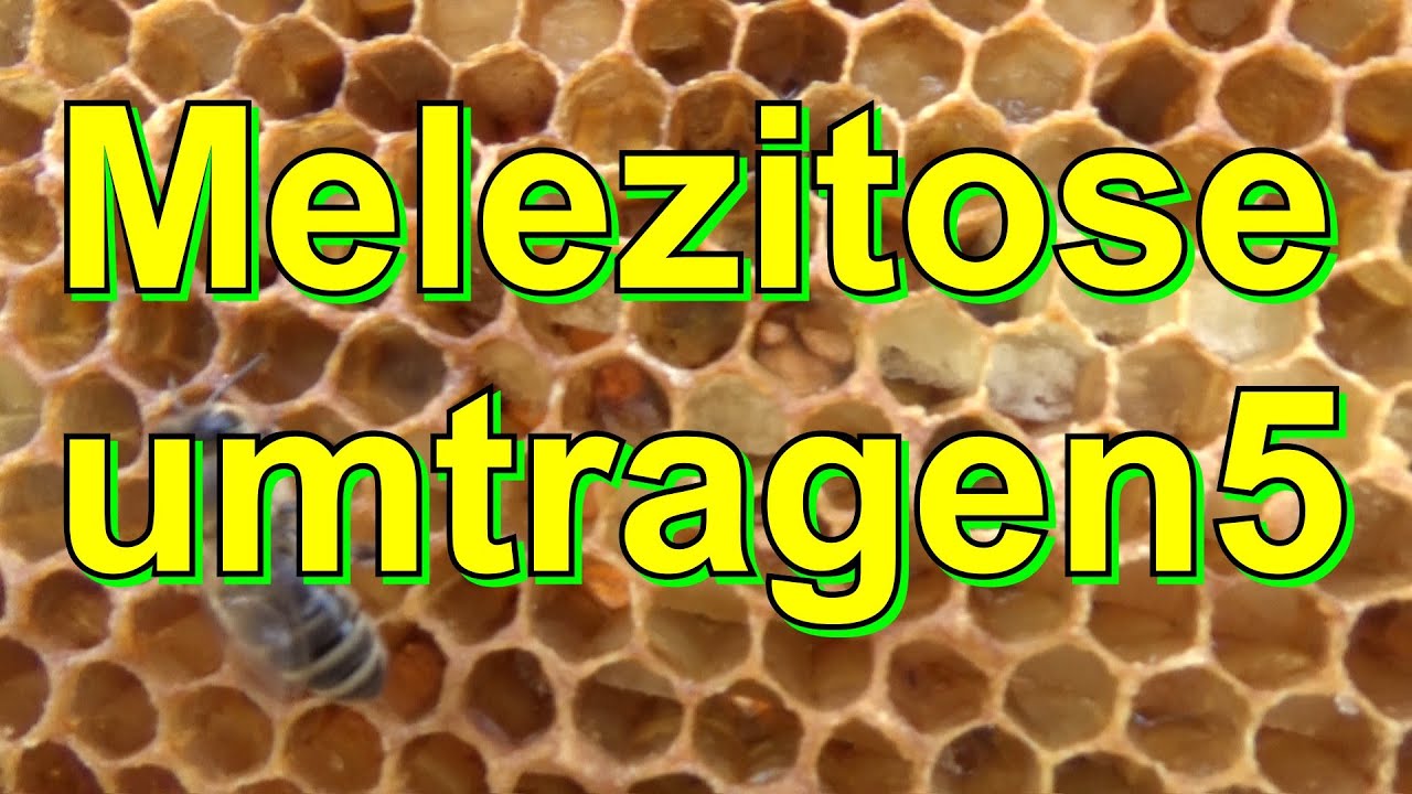 Melezitose umtragen5 - YouTube