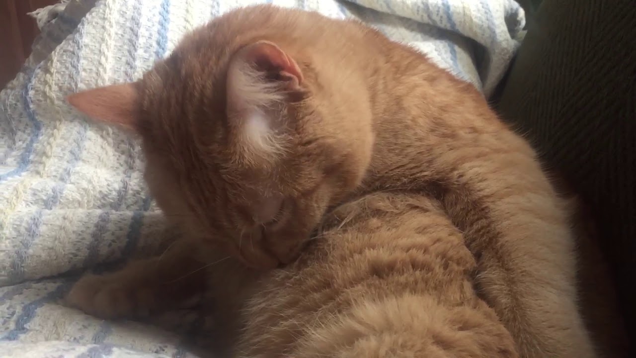 Cheddar Cat - YouTube