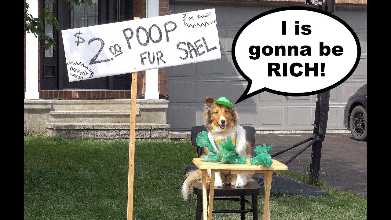 Rich Dog Meme