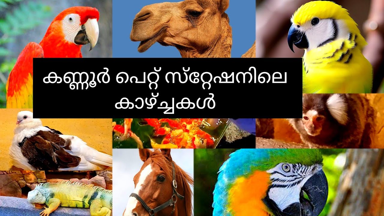 pet station kannur|Pet station kannur full video|Pet station kannur ...