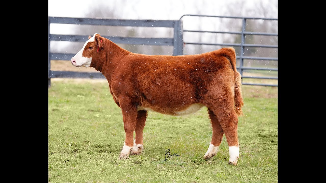 Lot 2 - BRRN Zeta K87G - 2023 Clear Choice Customer Sale - YouTube