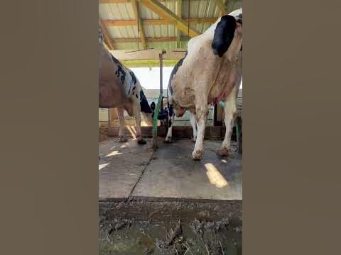 Dirty cows #Dirty cows #cows - YouTube