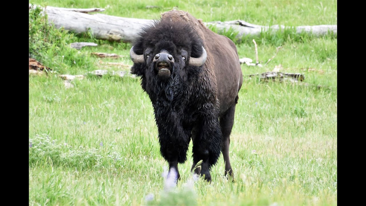 Lone Bison Crossing River and Road in Yellowstone National Park - YouTube