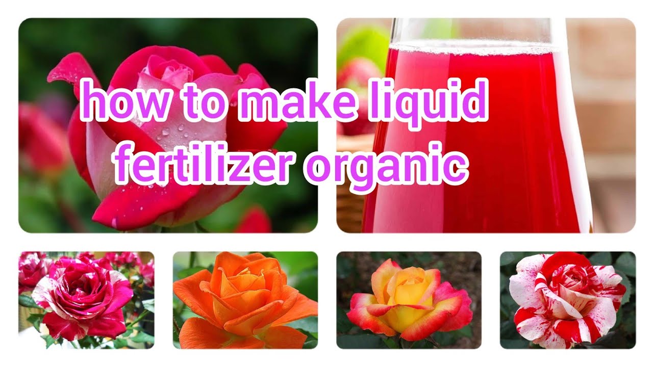 ,How To make liquid Fertilizer form kitchen waste plant,growing tips ...