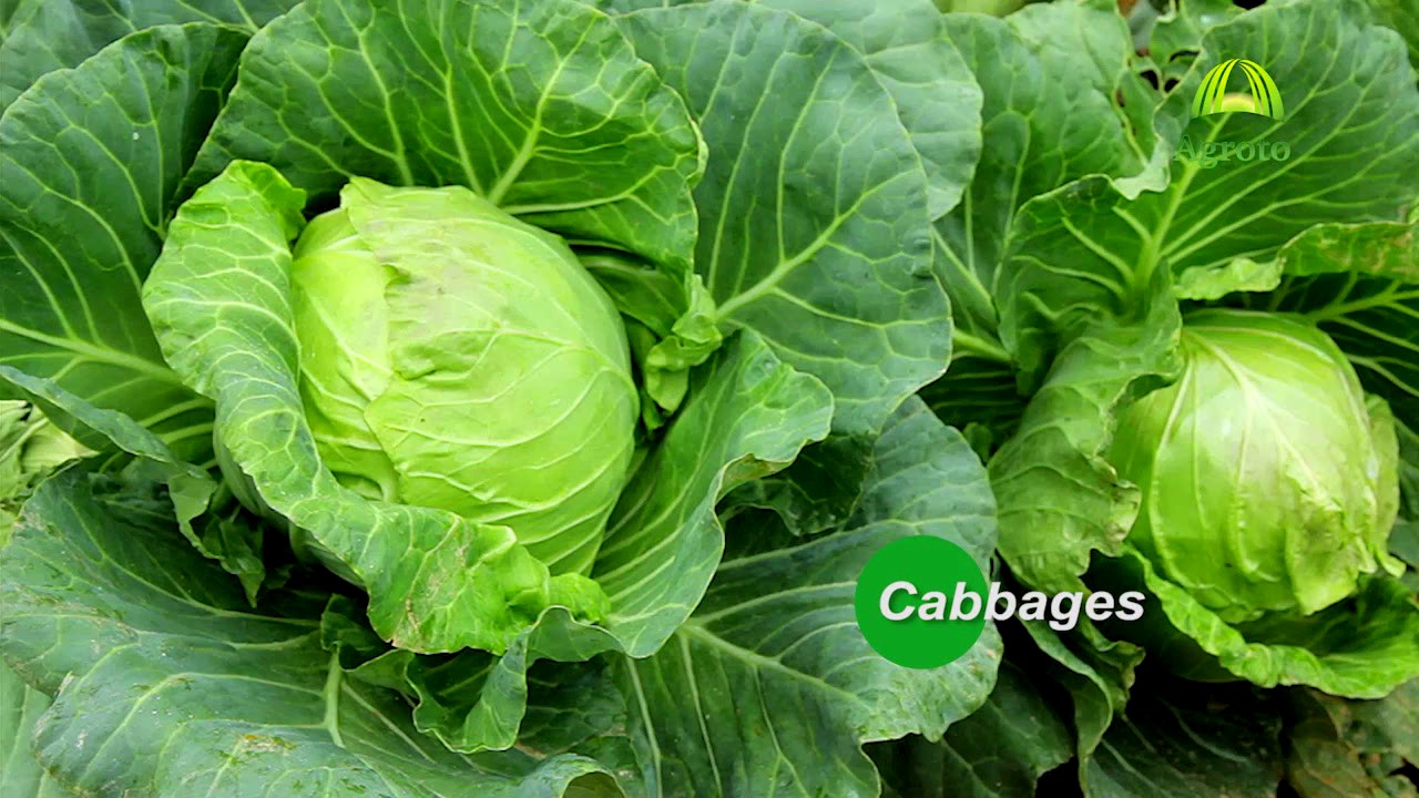 AGROTO Corporate Video - YouTube