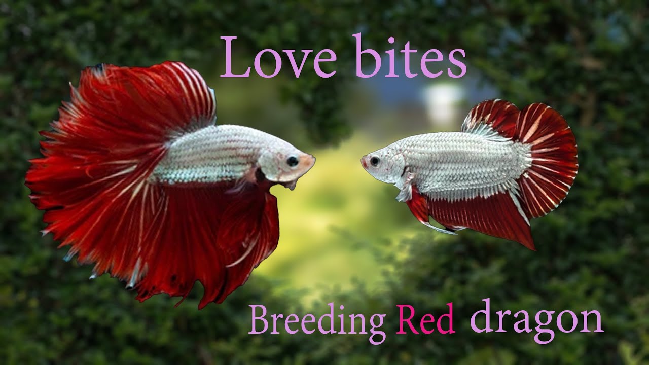 BREEDING RED-DRAGONS BETTA/FIGHTER FISH. - YouTube