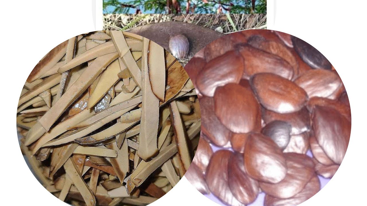 Unlock the Flavors of Africa: How to Prepare Ugba (African Oil Bean ...