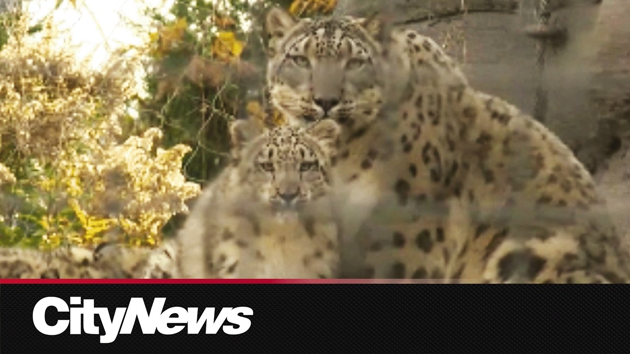 FIRST LOOK: Snow Leopard cubs explore exhibit at Toronto Zoo - YouTube