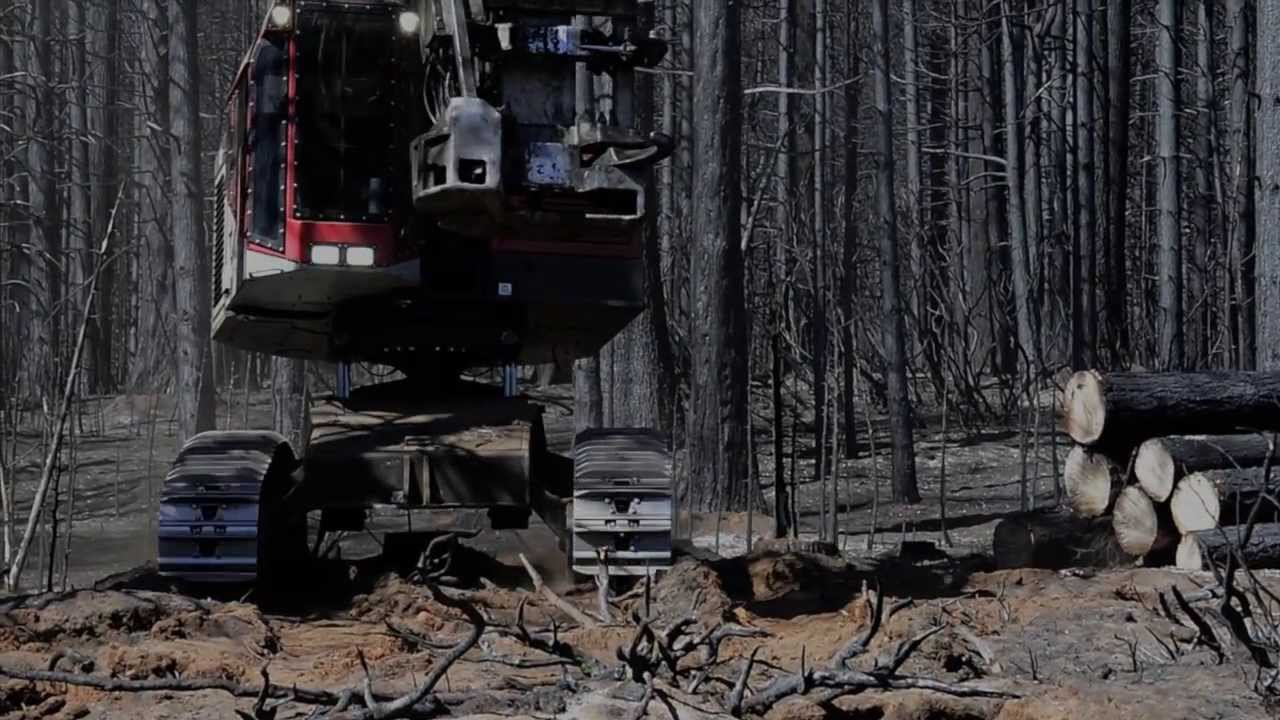 Salvage logging - YouTube
