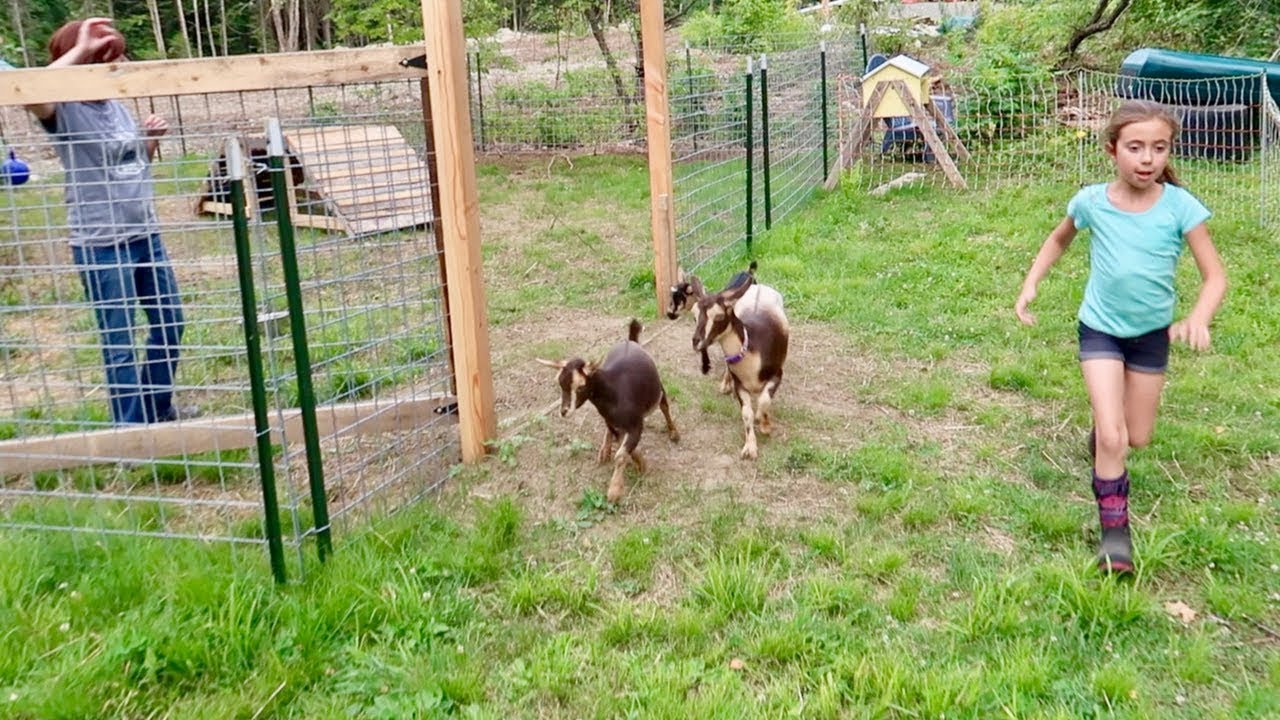 First Time Letting The Goats Out (I Hope This Goes Well) - YouTube