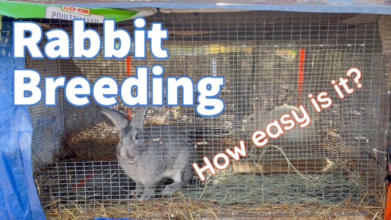 Breeding RABBITS in the WINTER - YouTube