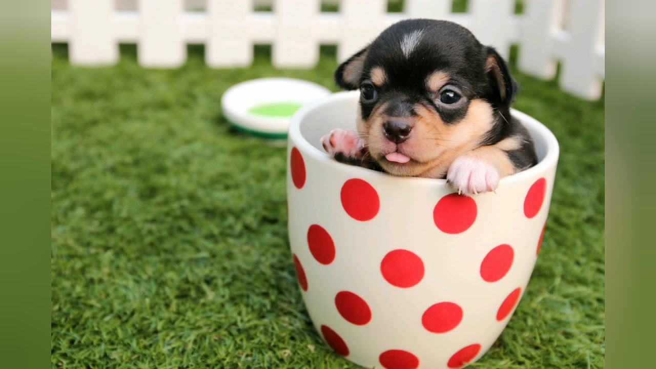 Cute, sweet, animals #animal - YouTube