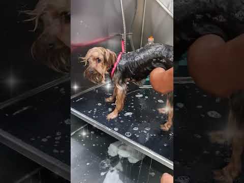 Hola soy Gigi! Me acompañan a visitar Kimalay?