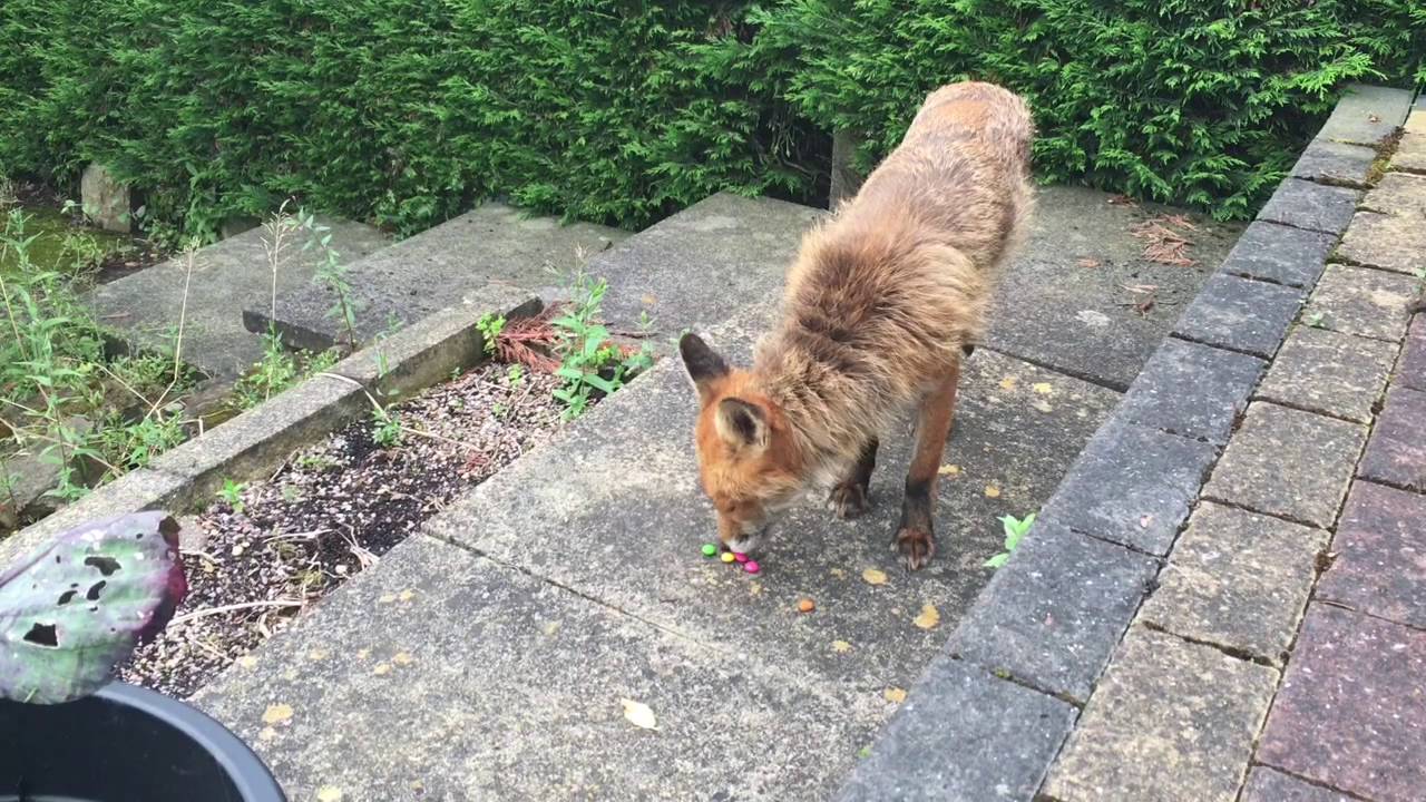 What does the fox eat - YouTube