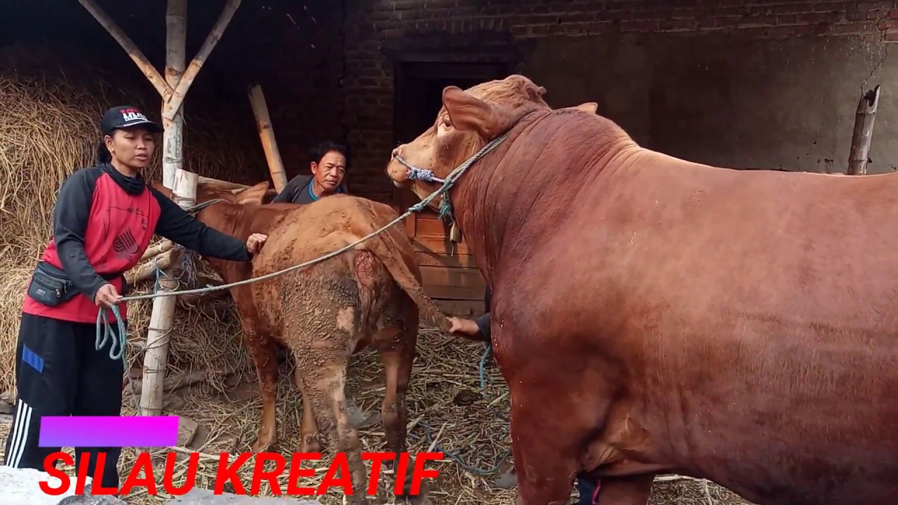 Carlos big bull mama playing with son cow Beltran - YouTube