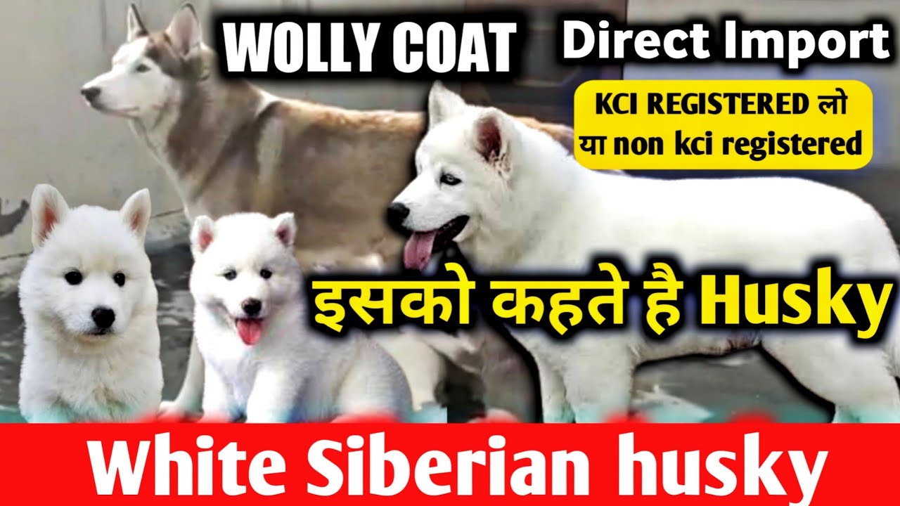 White Siberian husky puppies for sale | kci registered husky | import ...