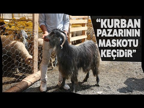 Kurban Pazarında Keçiye Talep Arttı