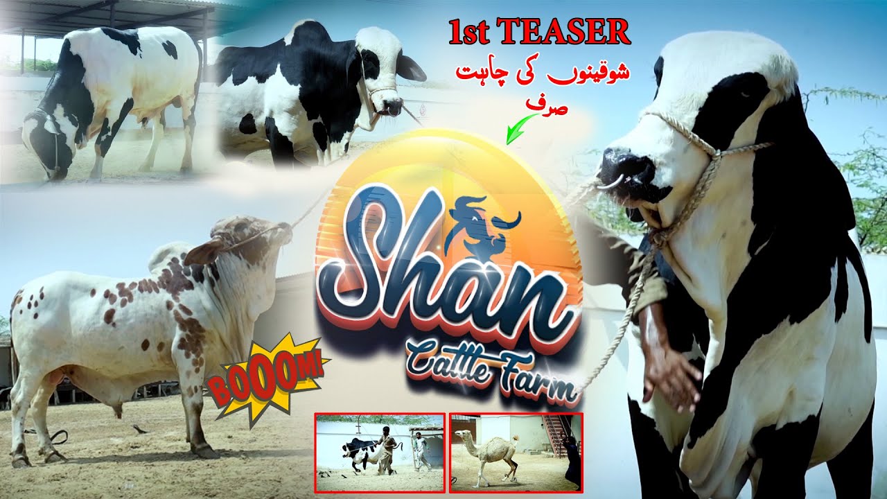 TEASER SHAN CATTLE FARM Season 2022 / New Collection - YouTube